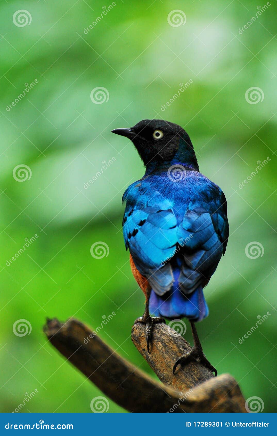 De Vogel van Starling stock afbeelding. Image of gekleurd - 17289301