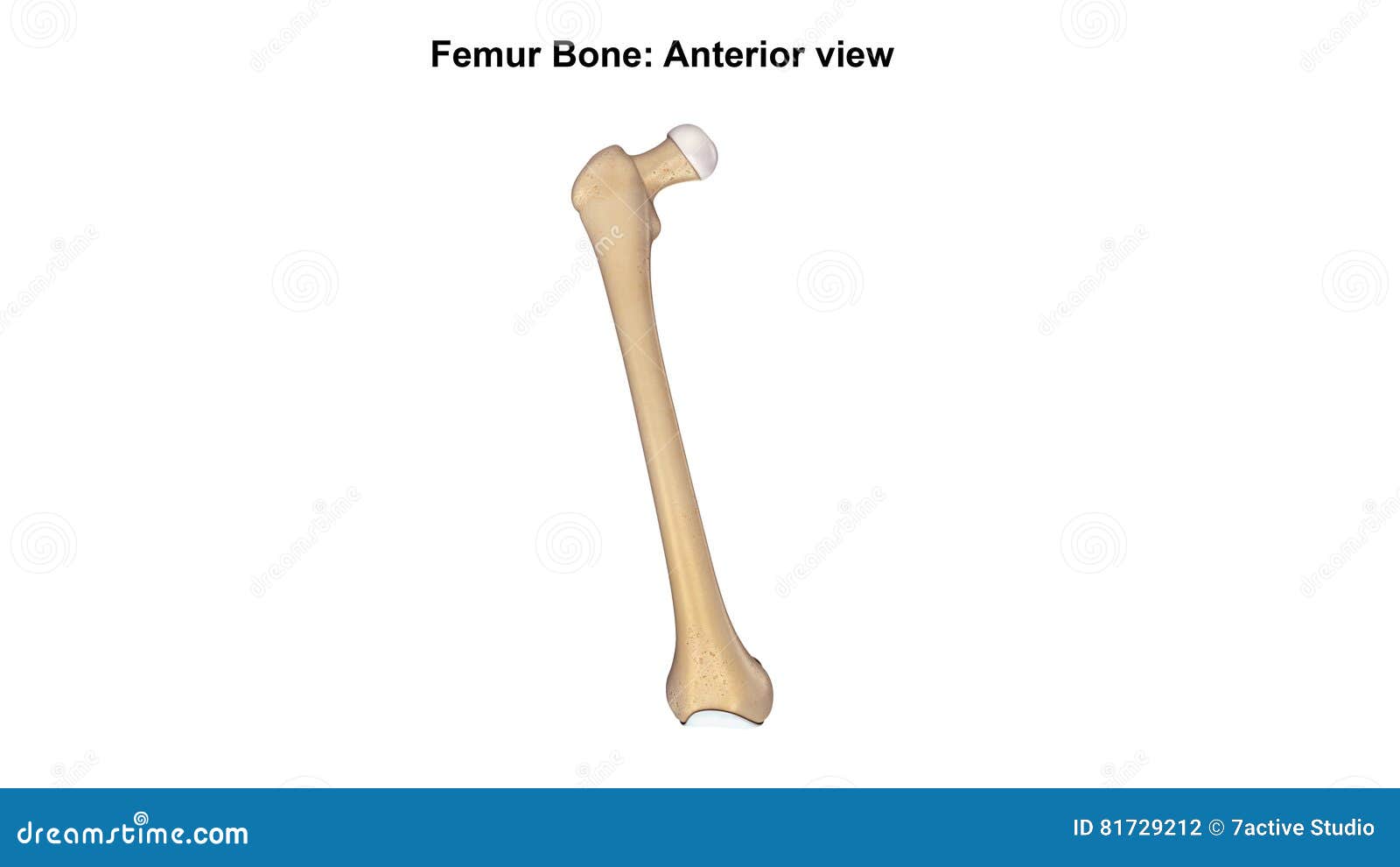 De Voorafgaande Mening Van Het Dijbeenbeen Stock Foto - Image of heup ...