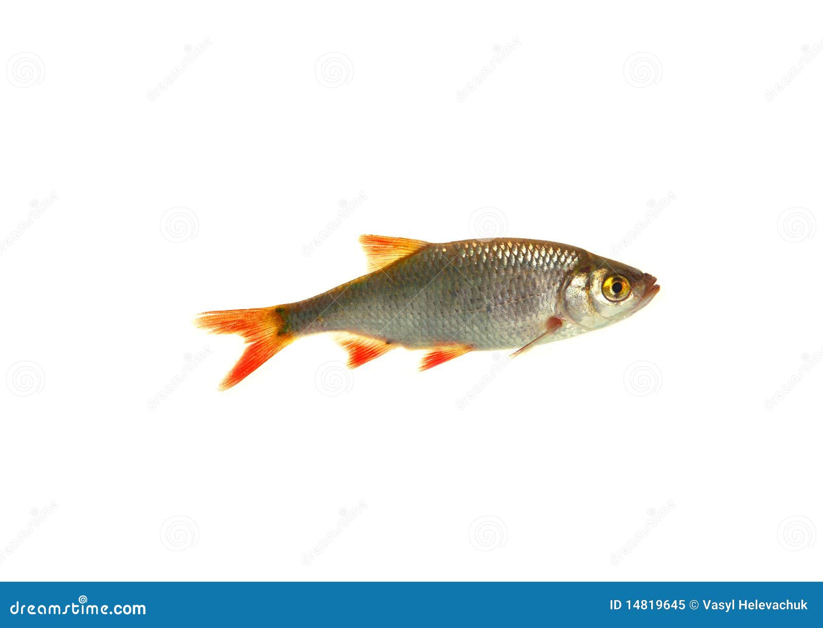 De voorn van vissen, stock afbeelding. Image of voorn - 14819645