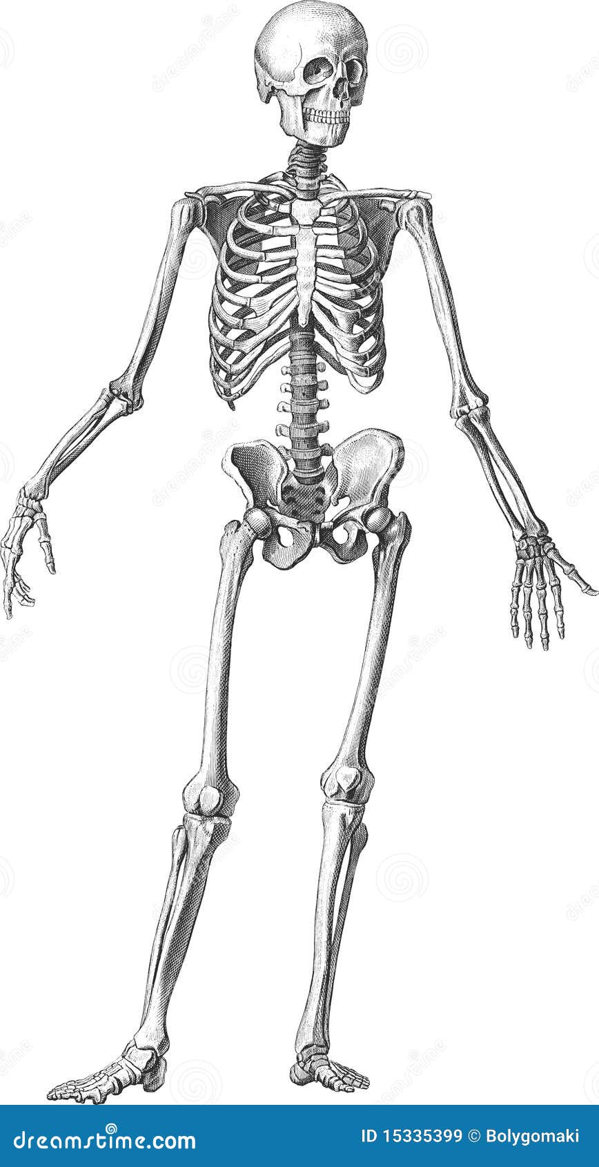 De Voorzijde Van Het Skelet Vector Illustratie - Illustration of ...