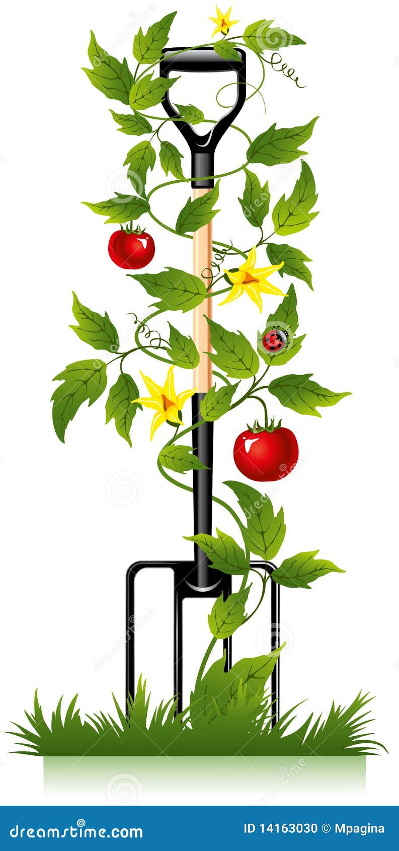 De Vork En De Tomaat Van De Tuin Vector Illustratie - Illustration of ...