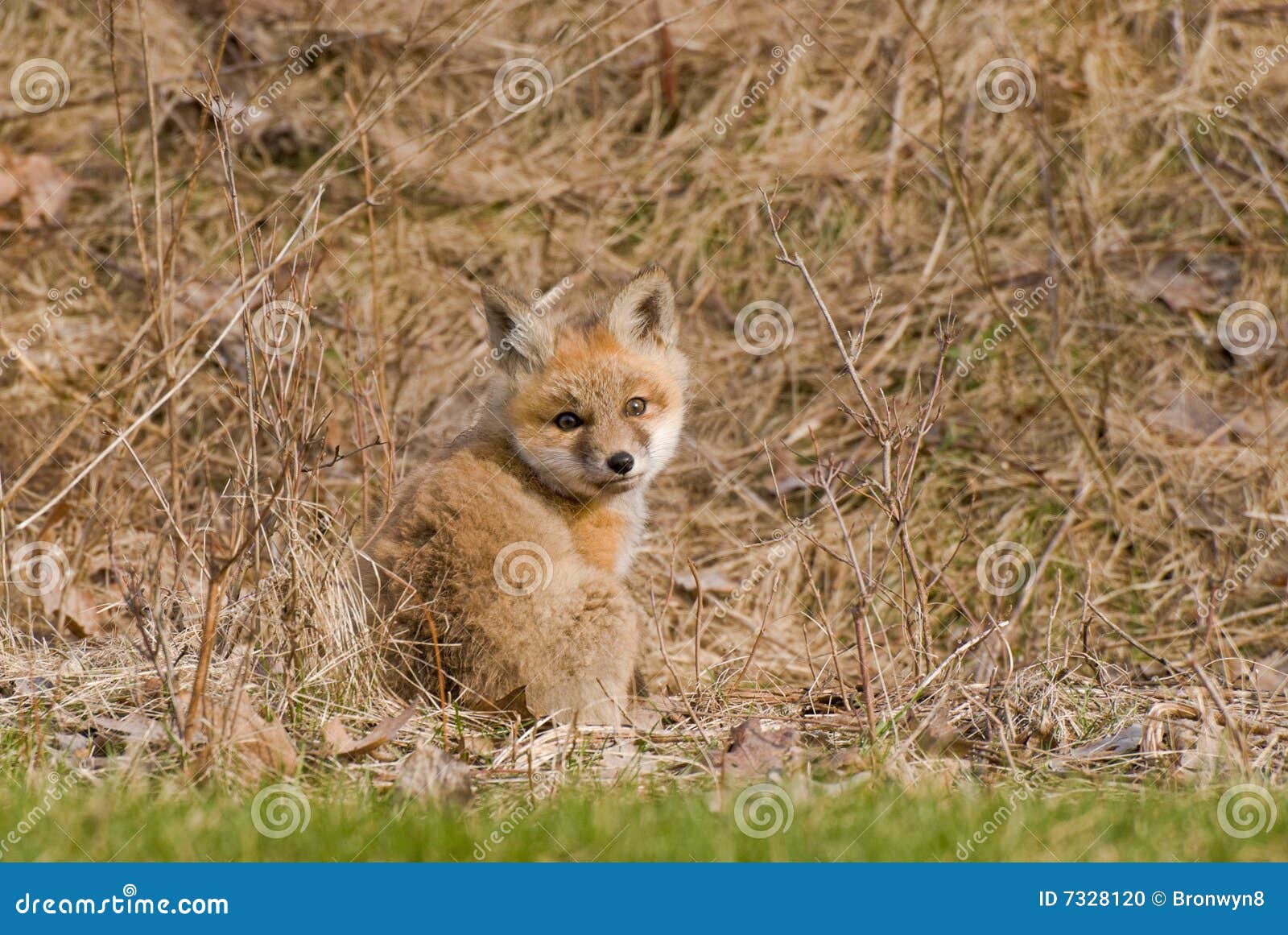 De Vos van de baby stock foto. Image of park, hond, dier - 7328120