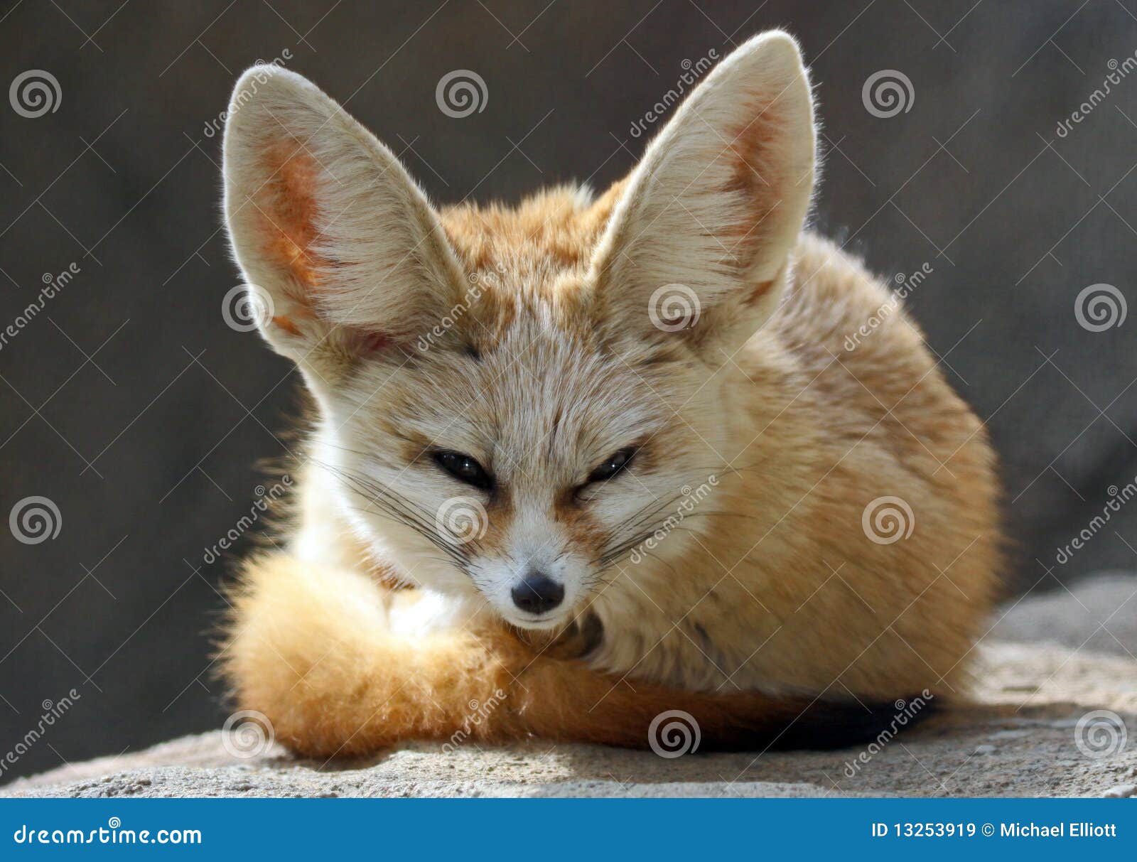 De Vos van Fennec stock afbeelding. Image of grond, zoogdier - 13253919