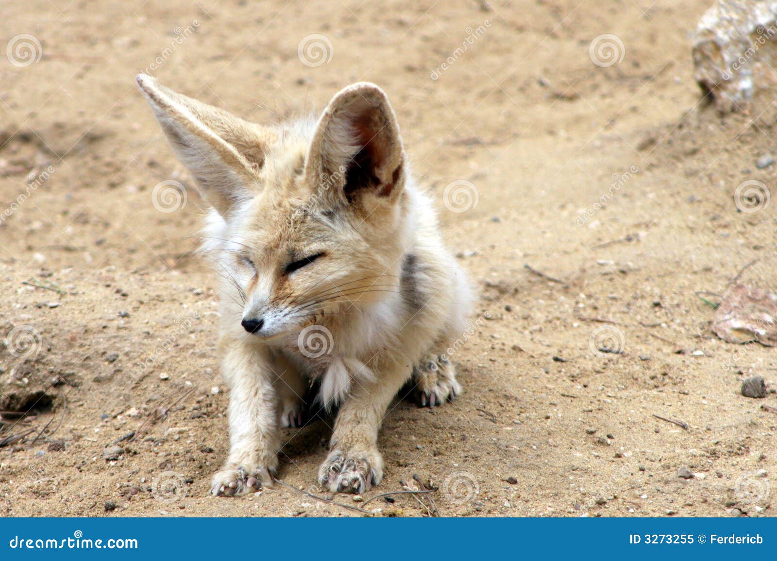 De vos van Fennec stock afbeelding. Image of klein, nave - 3273255