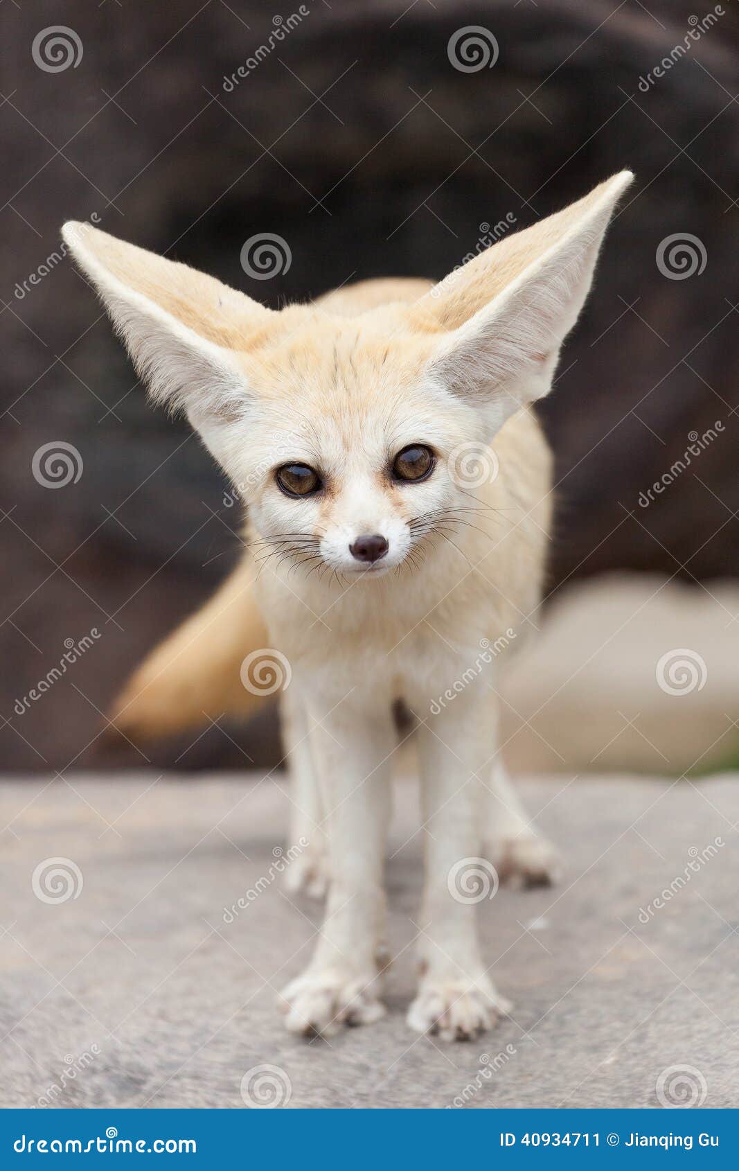 De Vos van Fennec stock afbeelding. Image of dierentuin - 40934711