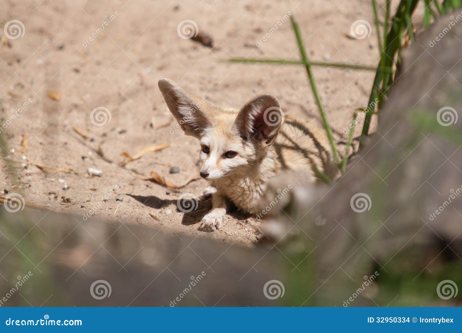De Vos Van Fennec Van De Woestijnvos Stock Foto - Image of woestijn ...