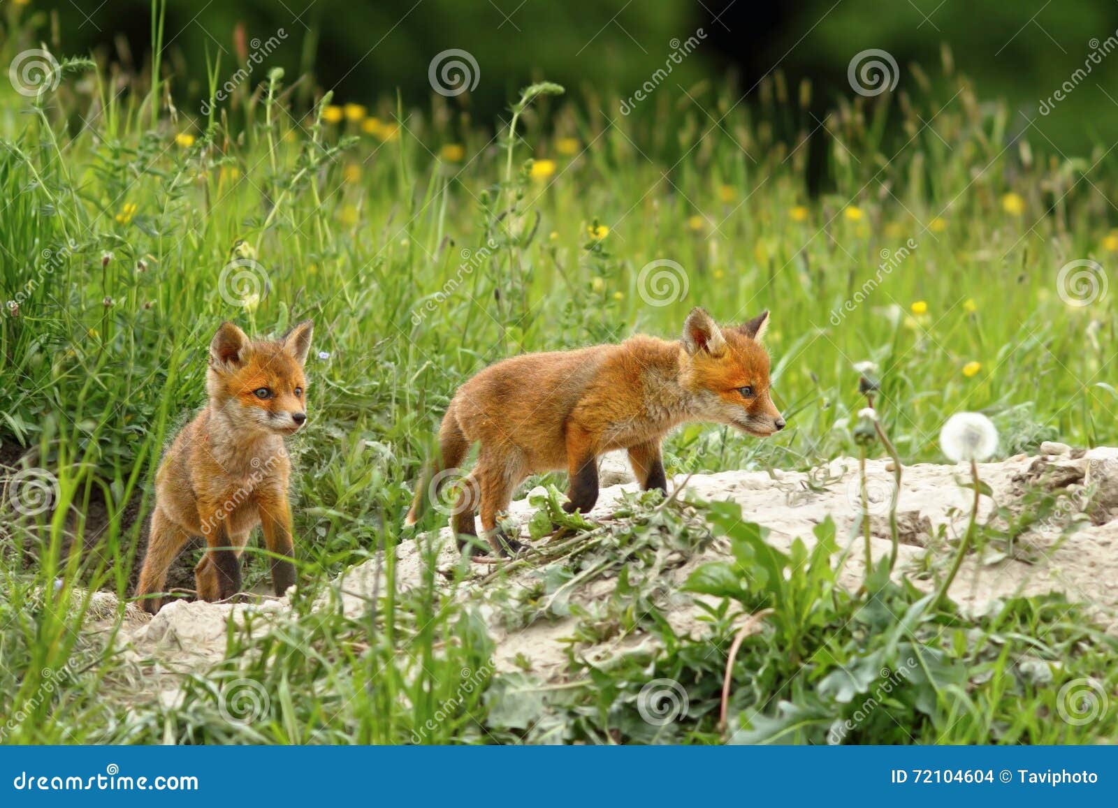 De Vos Werpt Dichtbij Het Hol Stock Foto - Image of zoogdier ...