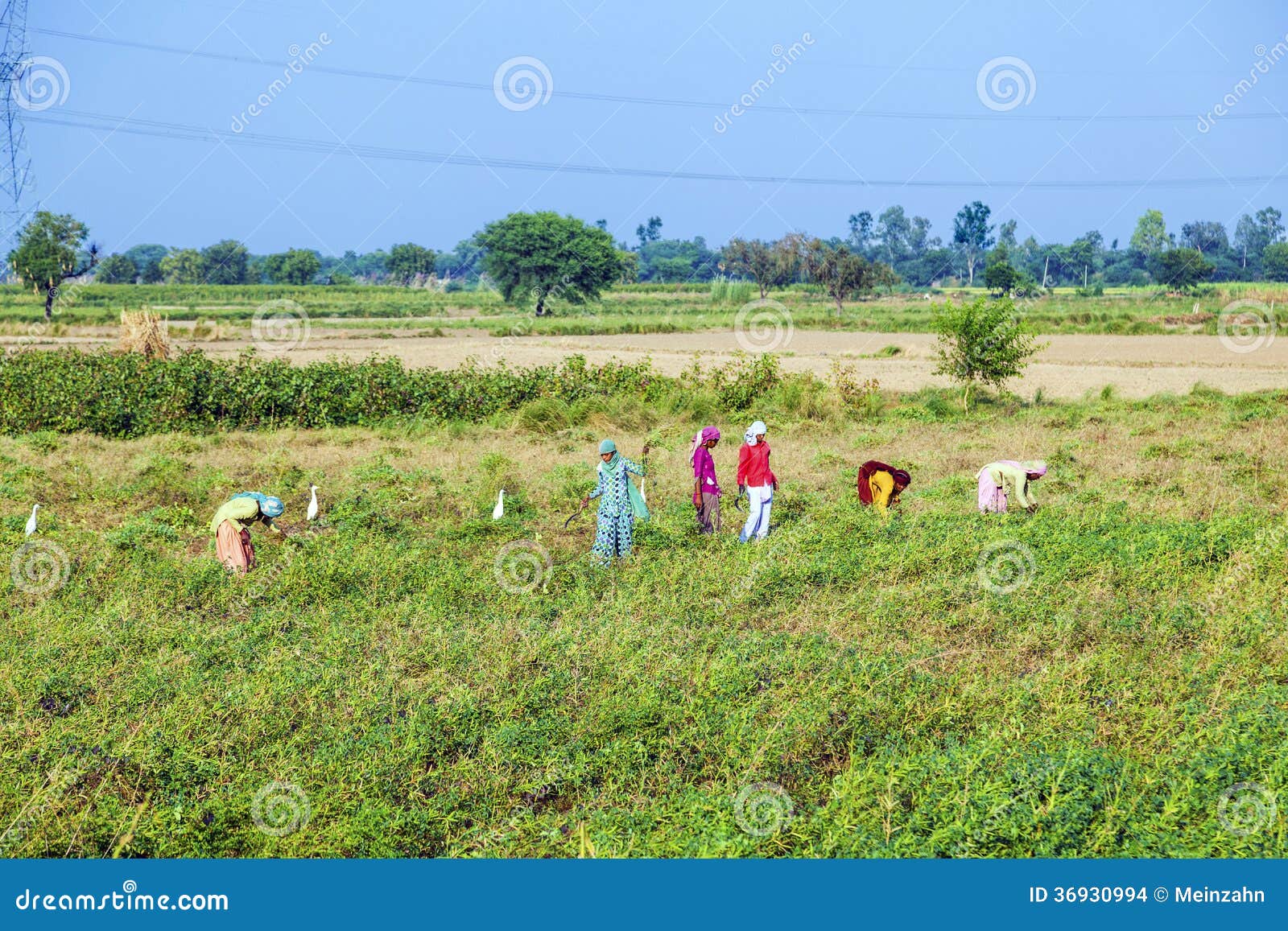 De Vrouw Sneed De Weide En Het Graan Redactionele Stock Afbeelding ...