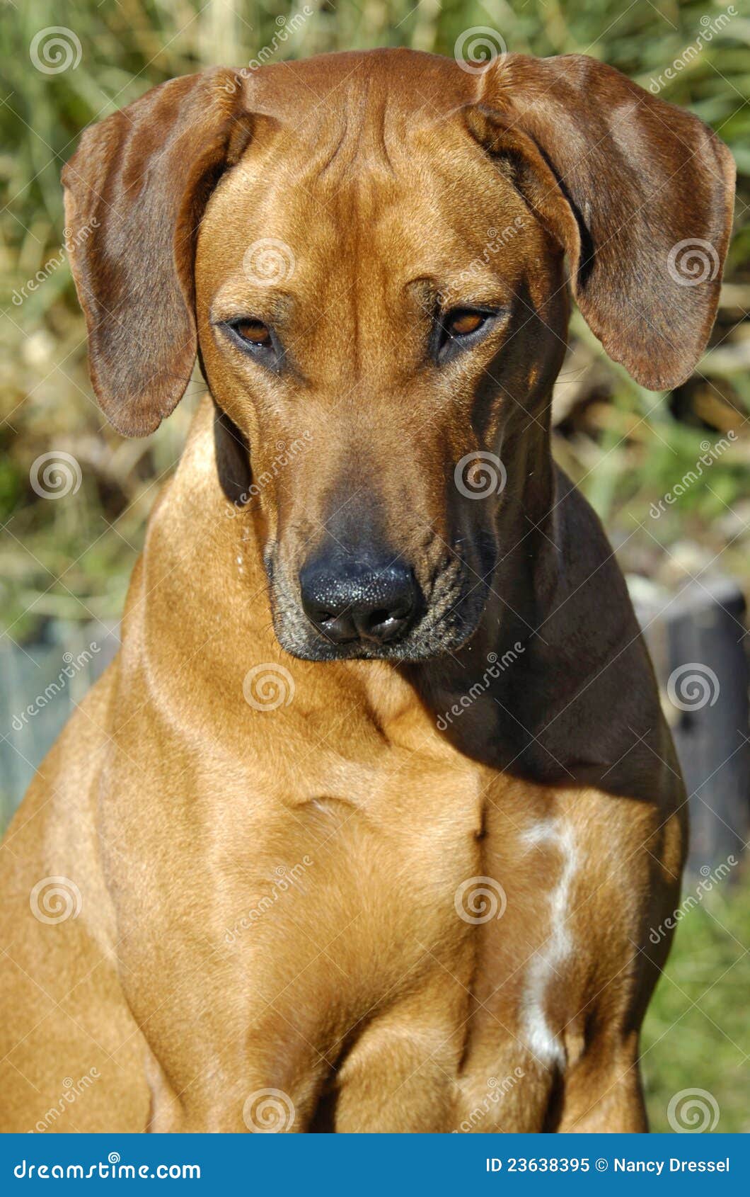 De Vrouwelijke Hond Van Rhodesian Ridgeback, 4 Jaar, in Openlucht Stock ...