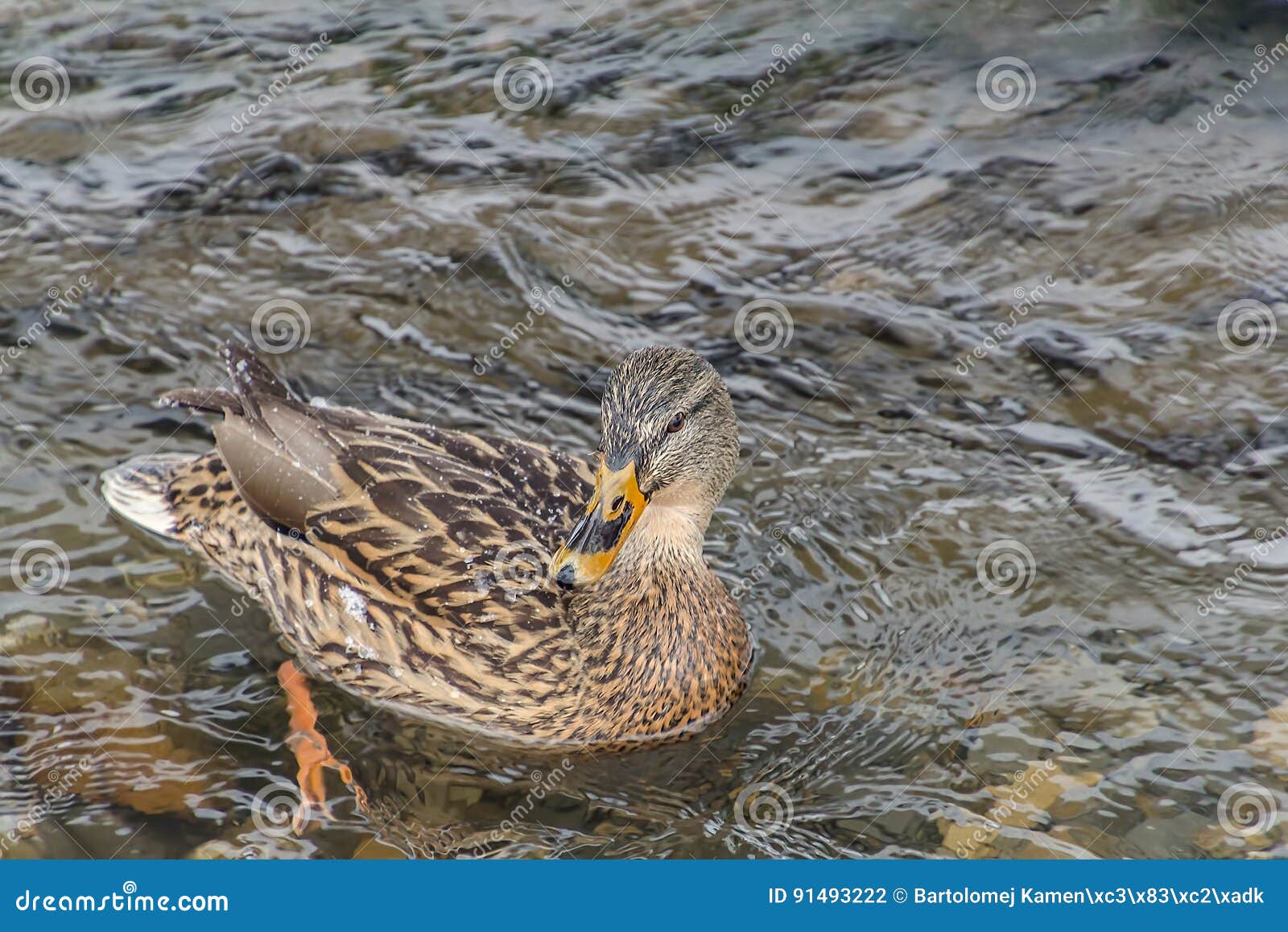 De Vrouwelijke Wilde Eend is Swiminng in Het Koude Water Stock Foto ...