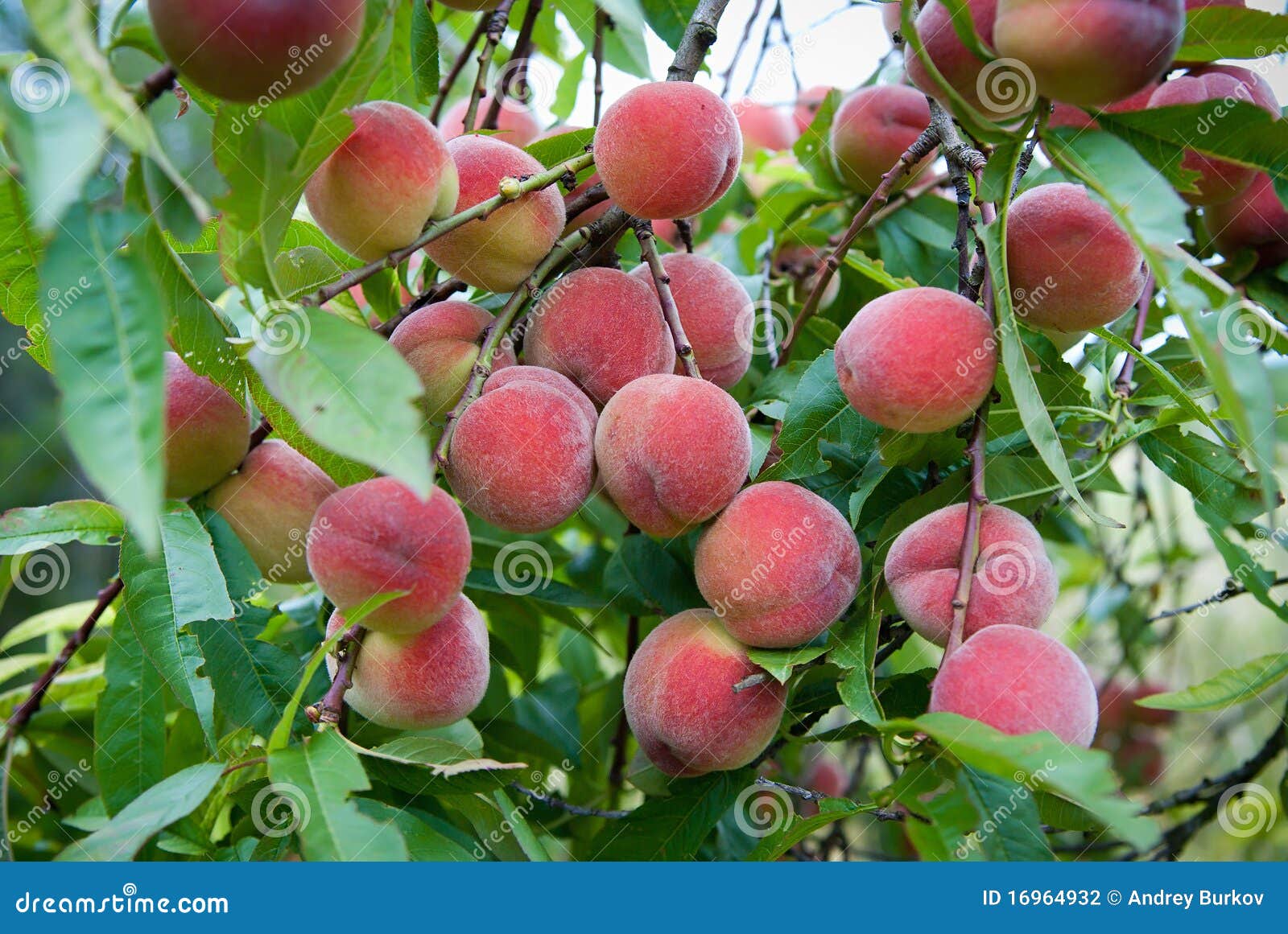 De Vruchten Van De Perzik Het Rijpen Op De Boom Stock Foto - Image of ...