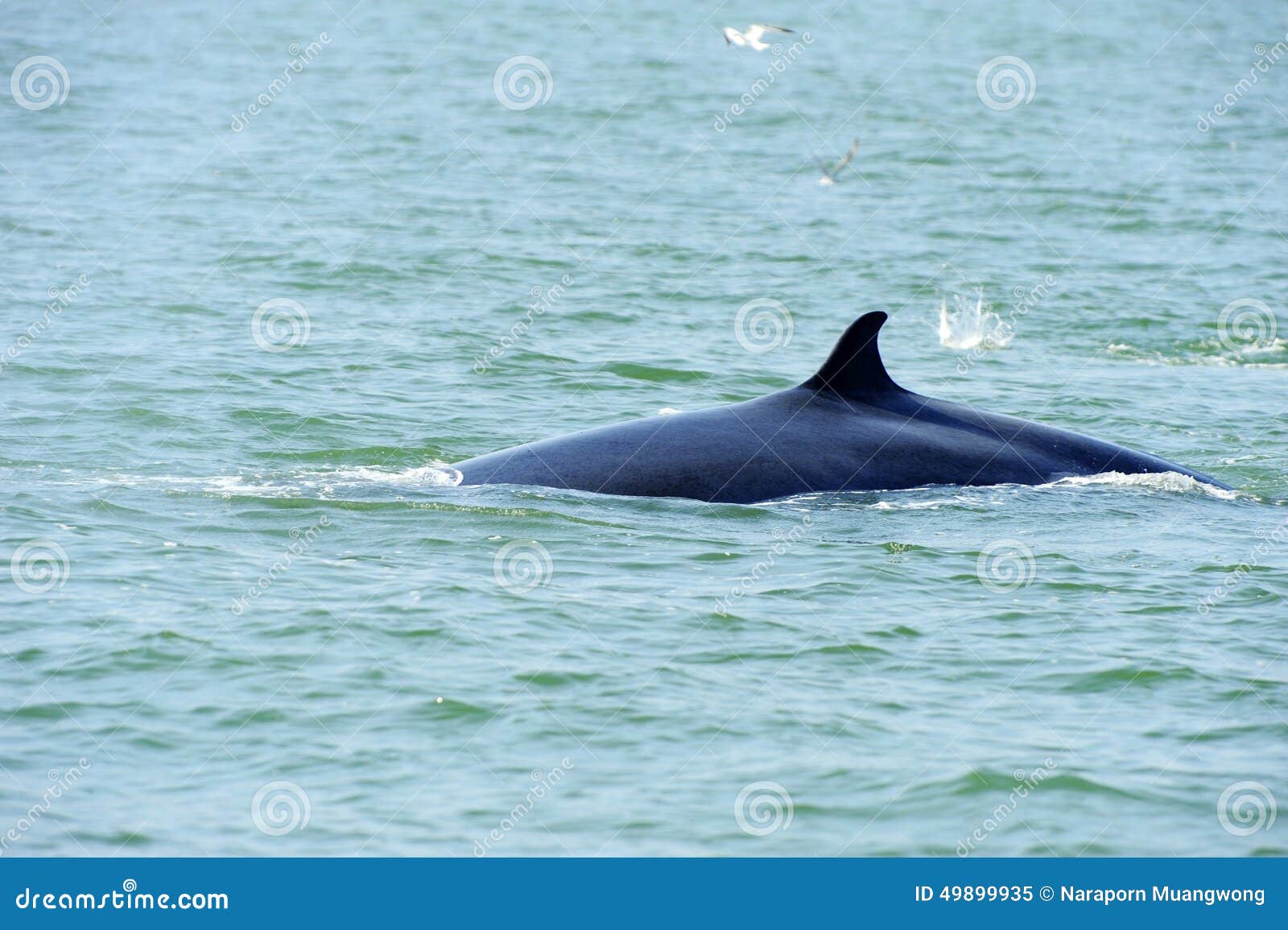 De Walvis met Zeemeeuw stock afbeelding. Image of vogel - 49899935