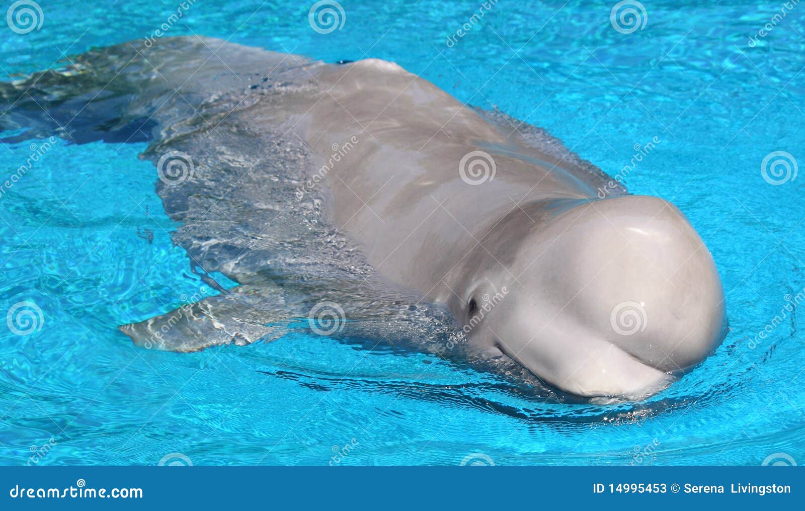 De Walvis van de beloega stock afbeelding. Image of water - 14995453