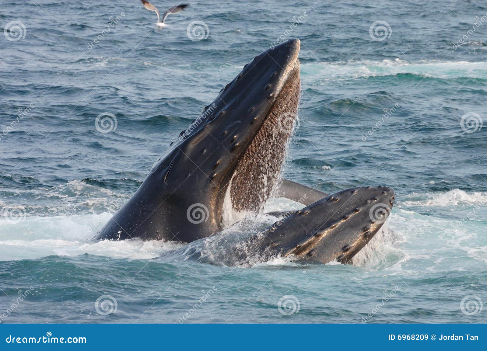 De Walvis Van De Gebochelde Het Openen Mond Stock Afbeelding - Image of ...