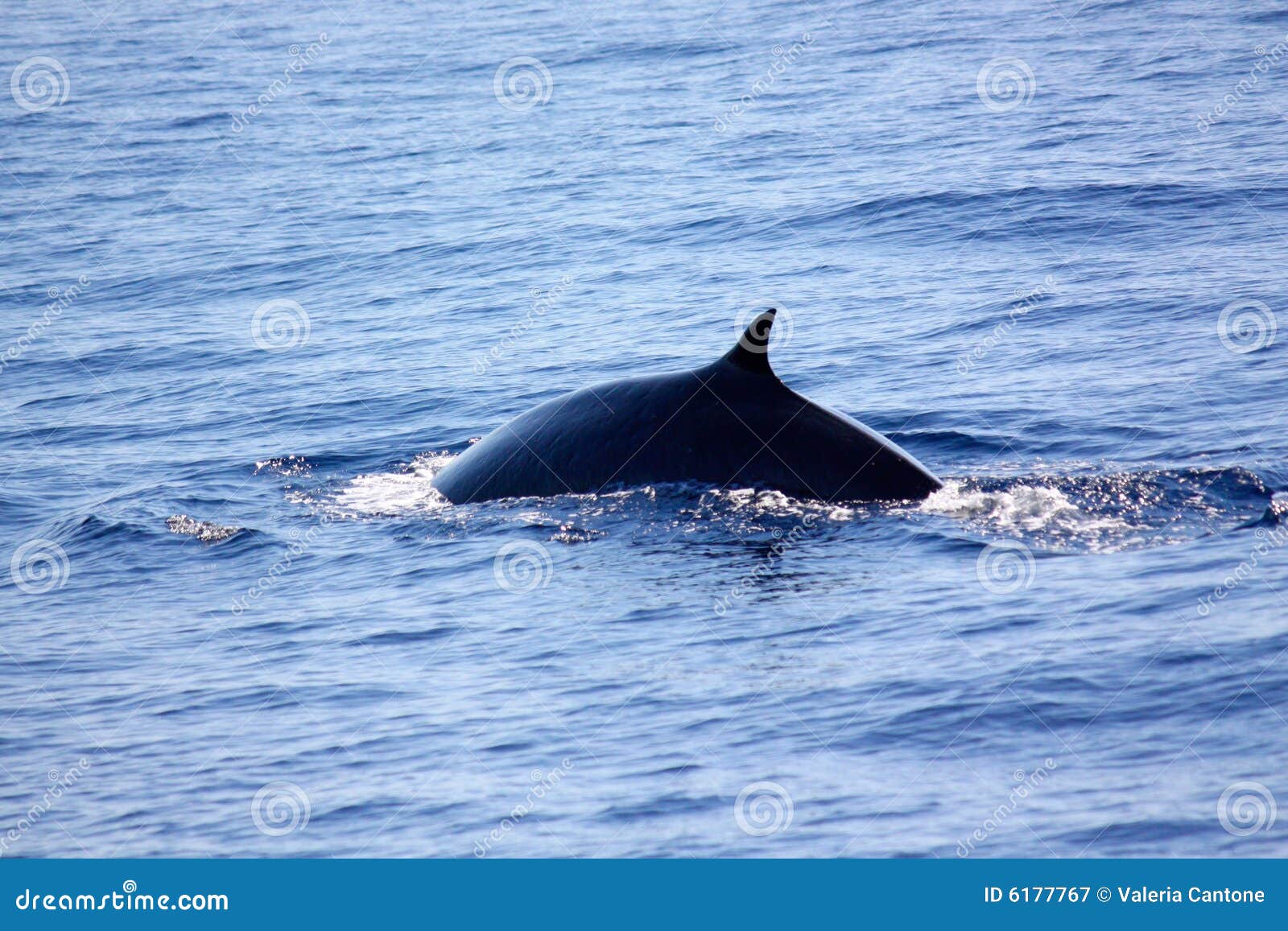 De walvis van de vin stock afbeelding. Image of razorback - 6177767