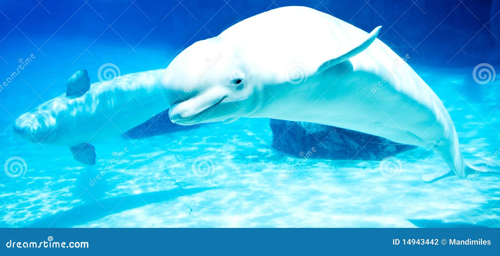 De Walvissen Van De Beloega Stock Foto - Image of blauw, antiek: 14943442