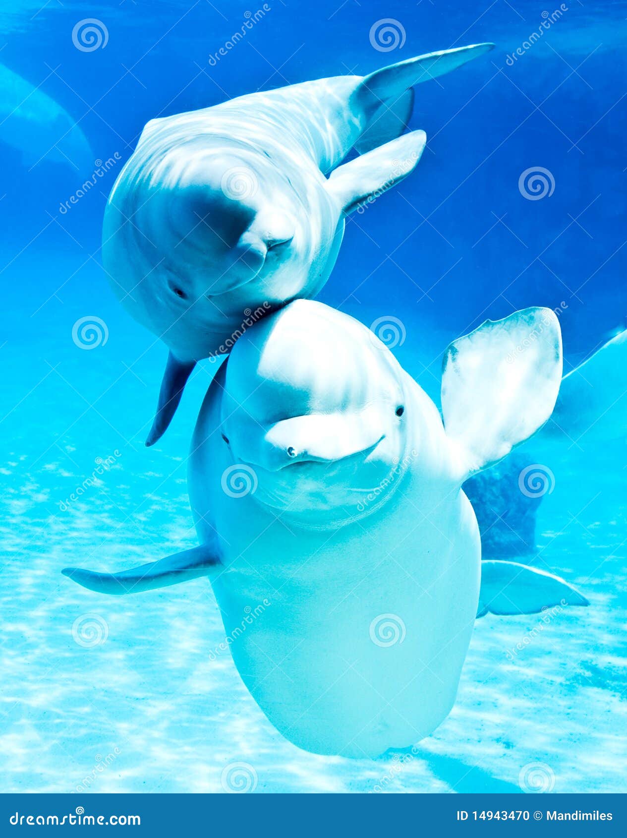 De Walvissen Van De Beloega Stock Foto - Image of interactie, peul ...