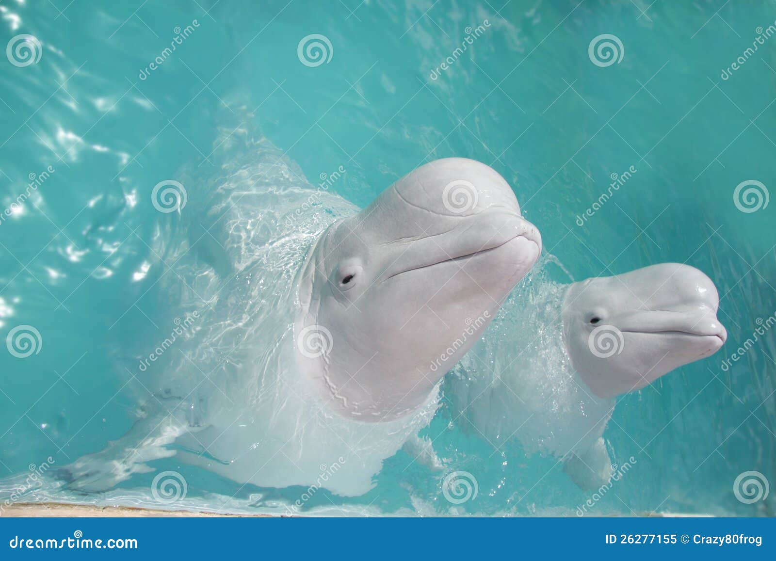 De Walvissen Van De Beloega (witte Walvis) in Water Stock Afbeelding ...