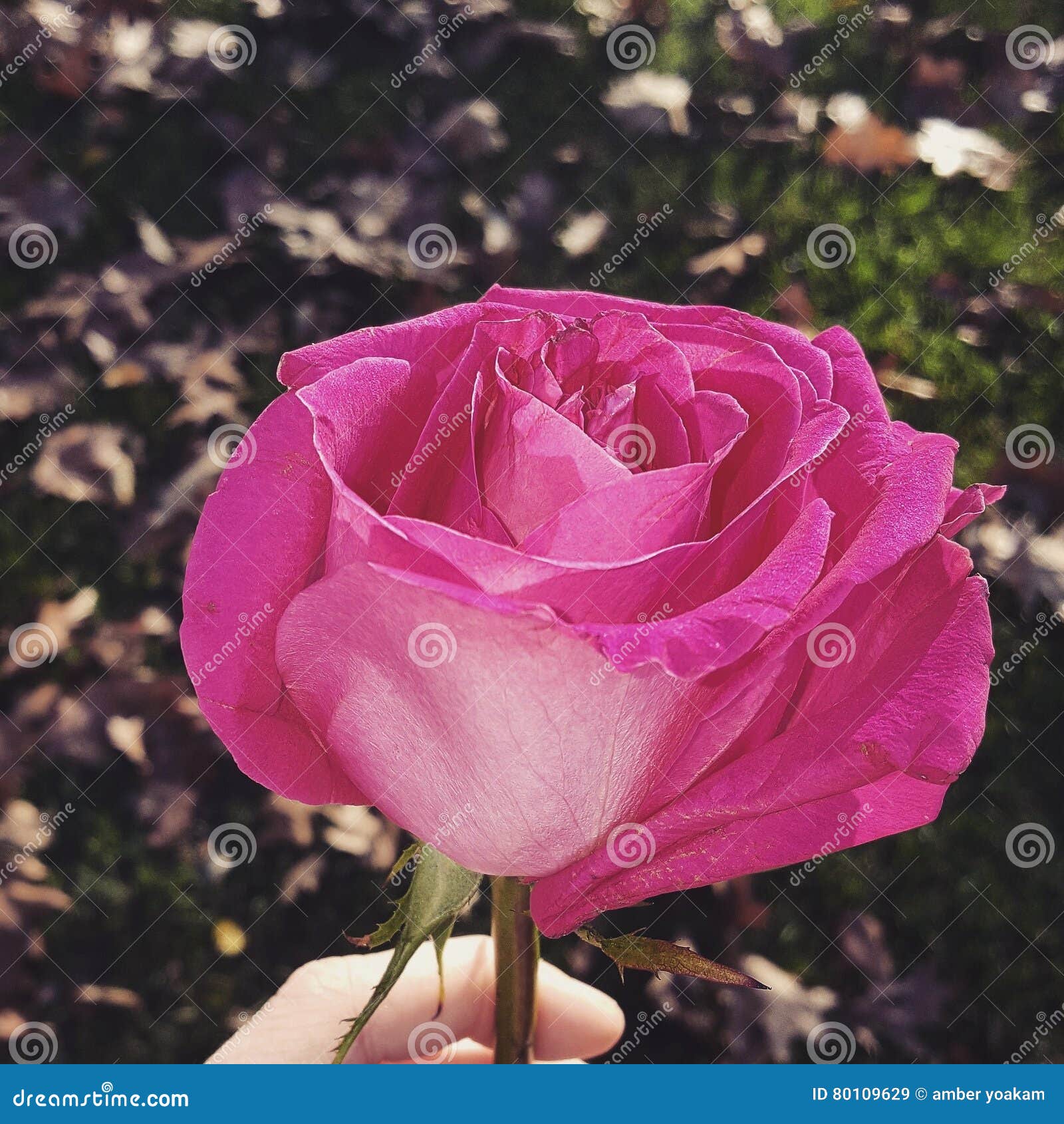 De ware Liefde wacht stock afbeelding. Image of wacht - 80109629