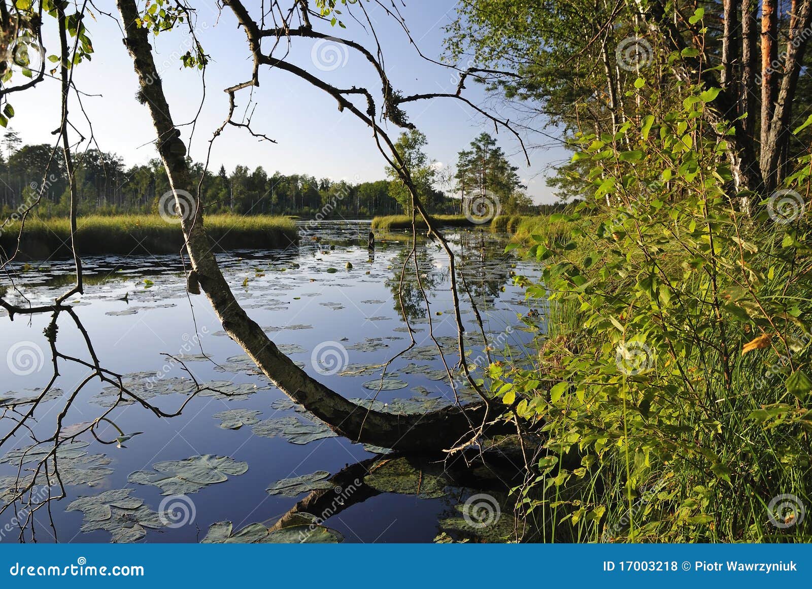 De Warme Zweedse Zomer in Bos Stock Foto - Image of geheimzinnig ...