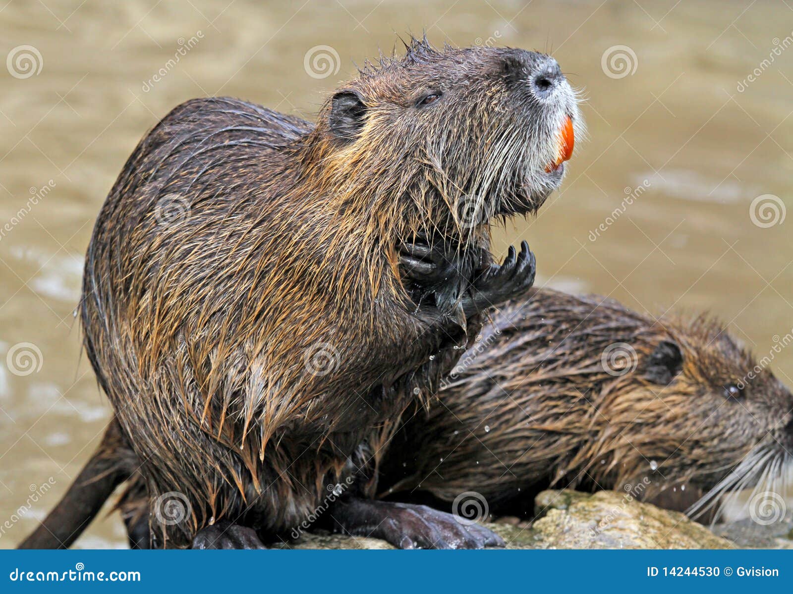 De was van de bever stock foto. Image of buiten, gebitten - 14244530