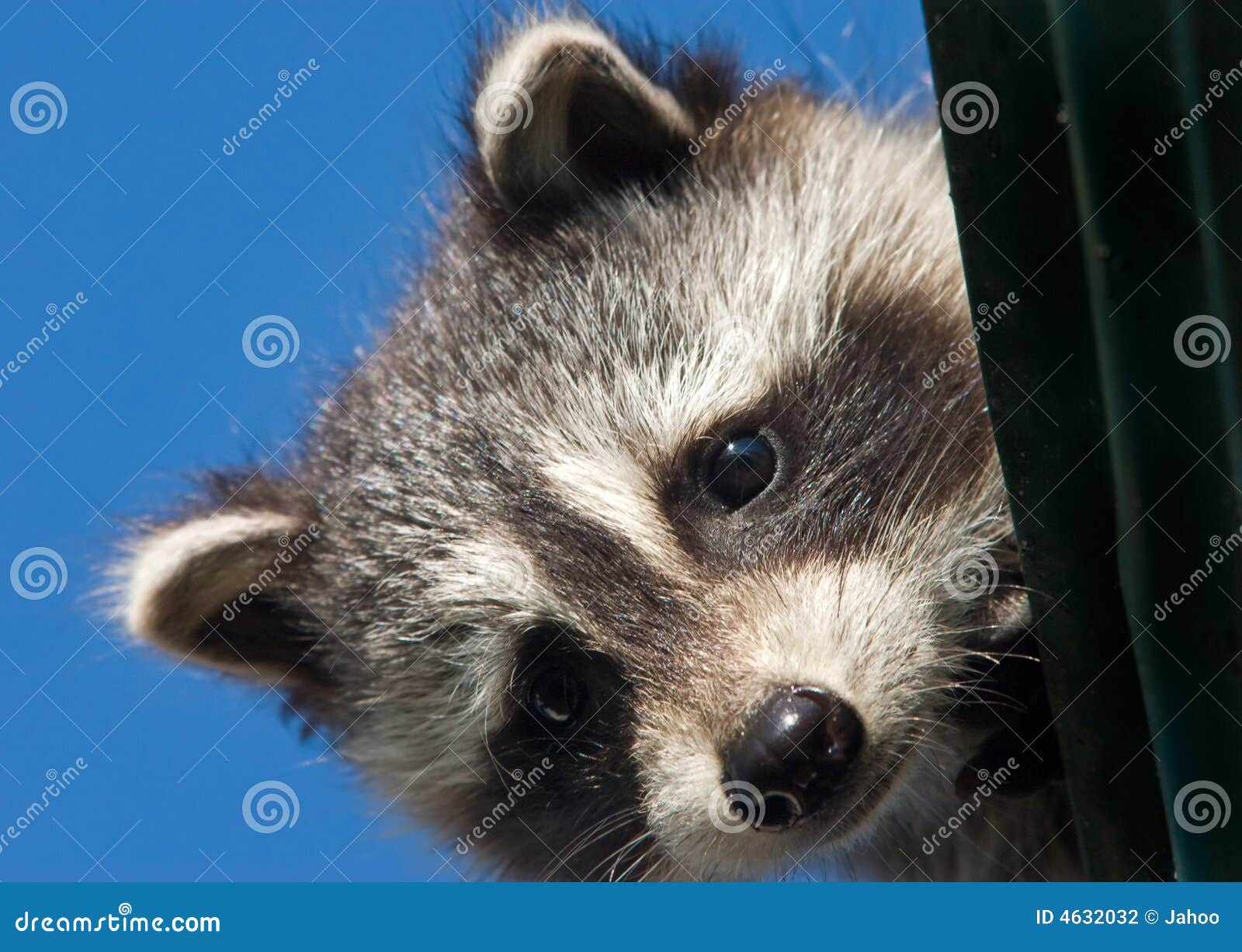 De Wasbeer Die Van De Baby Van Het Dak Gluurt Stock Foto - Image of ...