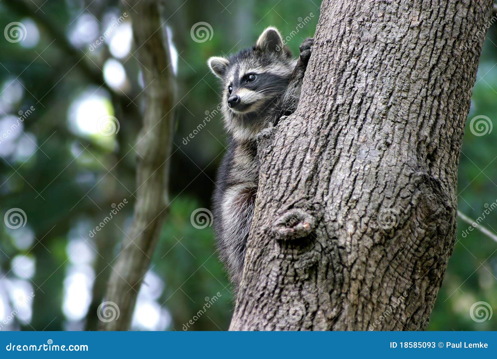 De Wasbeer van de baby stock afbeelding. Image of zoogdier - 18585093