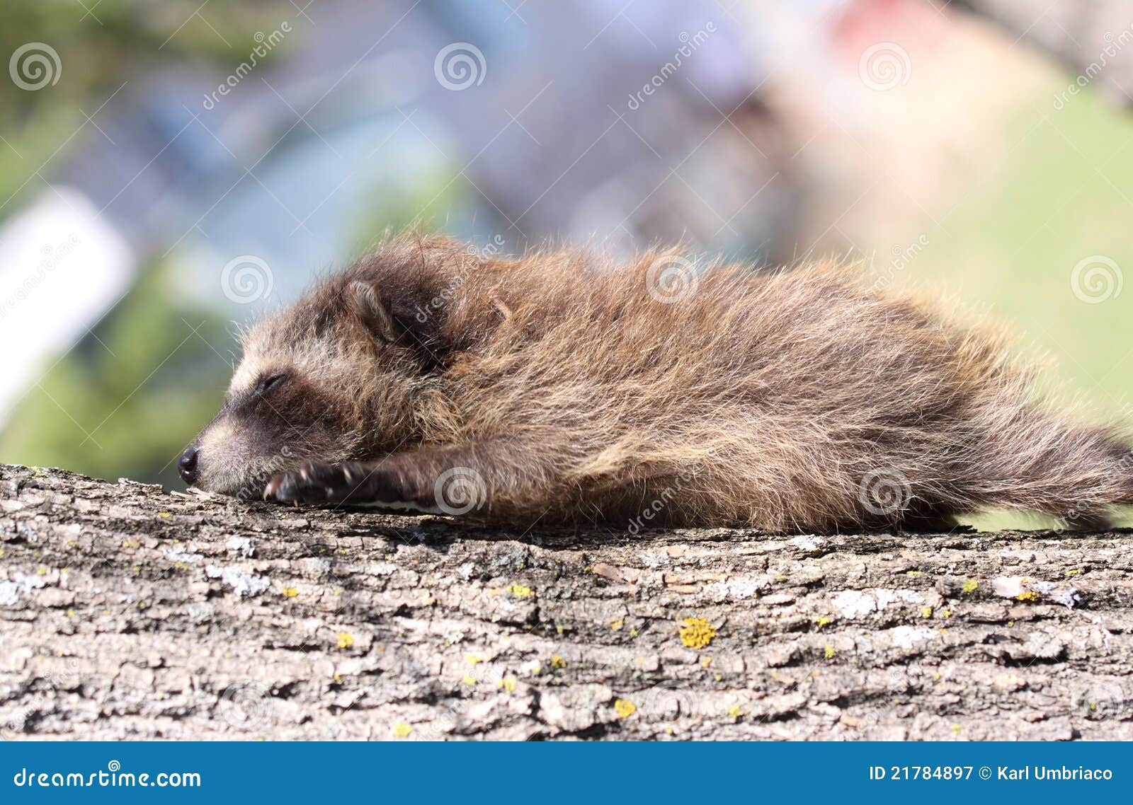 De wasbeer van de baby stock afbeelding. Image of baby - 21784897