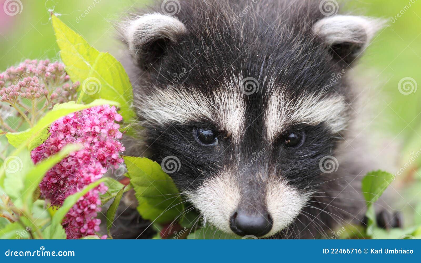 De wasbeer van de baby stock foto. Image of bloemen, zoogdier - 22466716