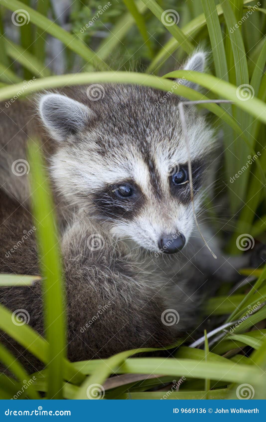 De wasbeer van de baby stock foto. Image of leuk, één - 9669136
