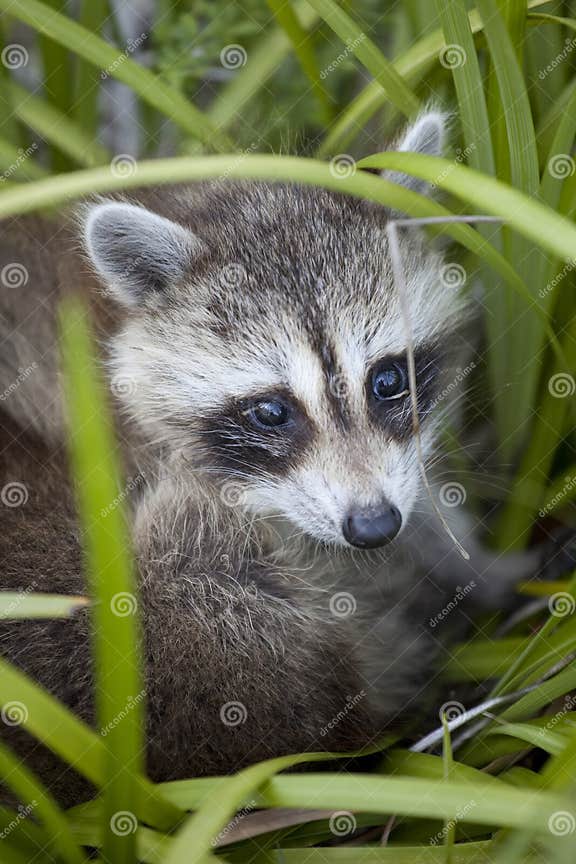 De wasbeer van de baby stock foto. Image of leuk, één - 9669136