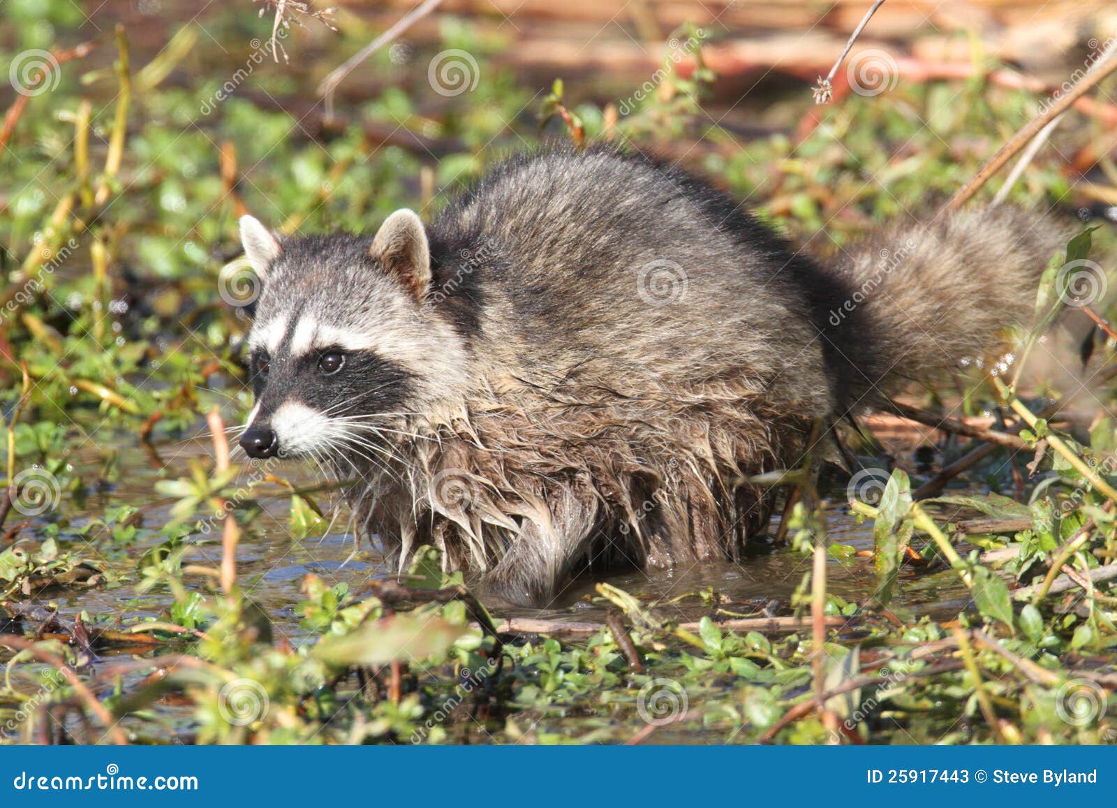 De Wasbeer Van De Baby in Een Stroom Stock Afbeelding - Image of masker ...