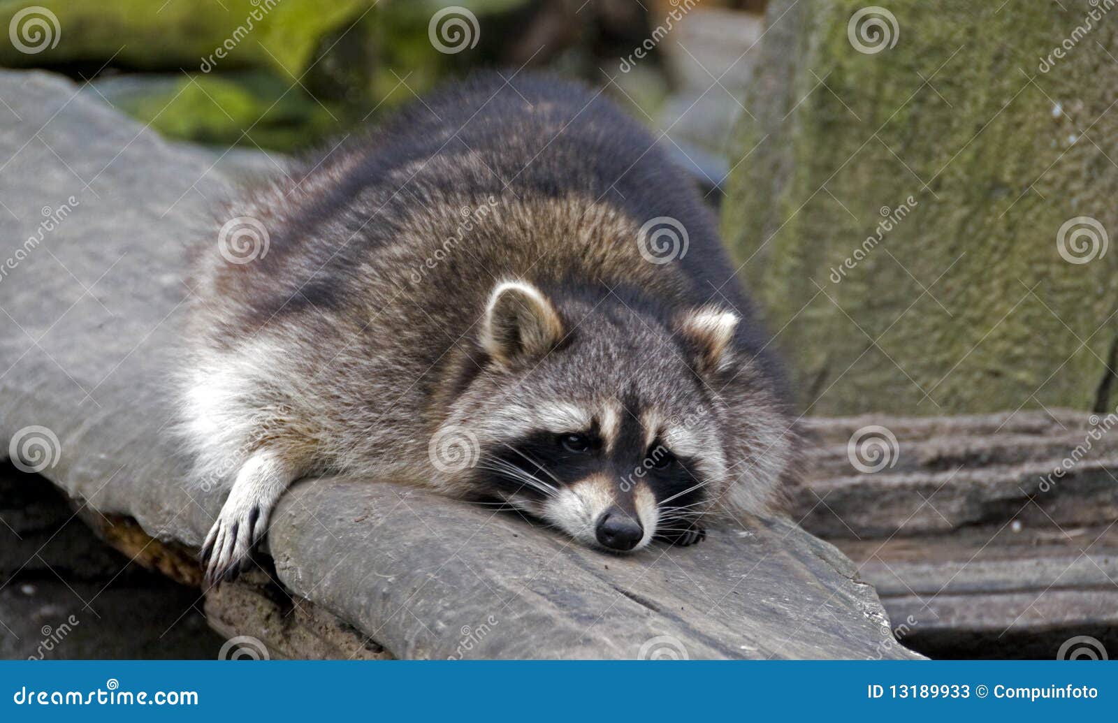 De wasbeer van de slaap stock afbeelding. Image of wild - 13189933