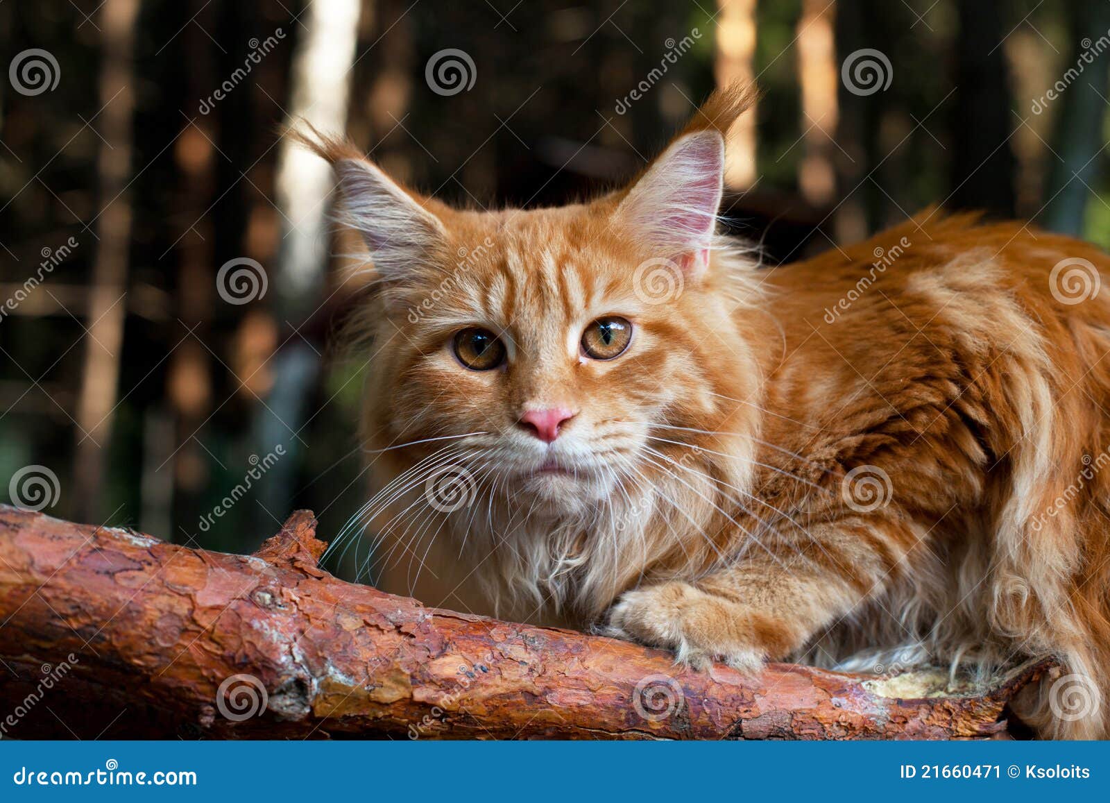 De Wasbeer Van Maine Van De Kat in Een Boom Stock Afbeelding - Image of ...