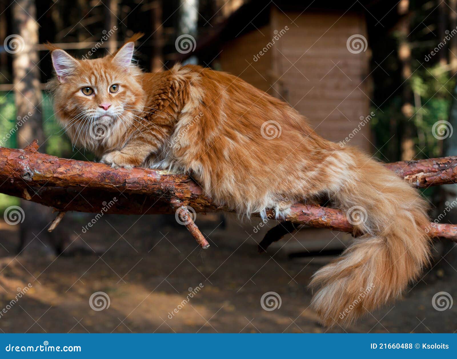 De Wasbeer Van Maine Van De Kat in Een Boom Stock Foto - Image of katje ...