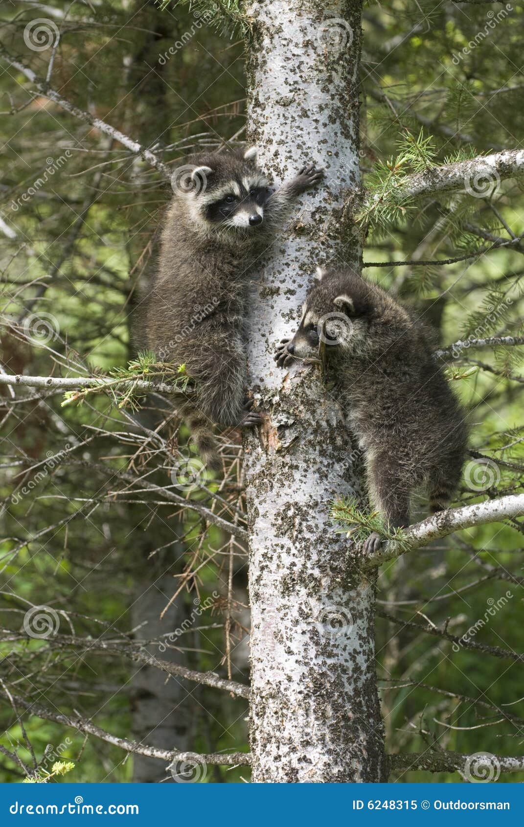 De wasberen van de baby stock afbeelding. Image of baai - 6248315