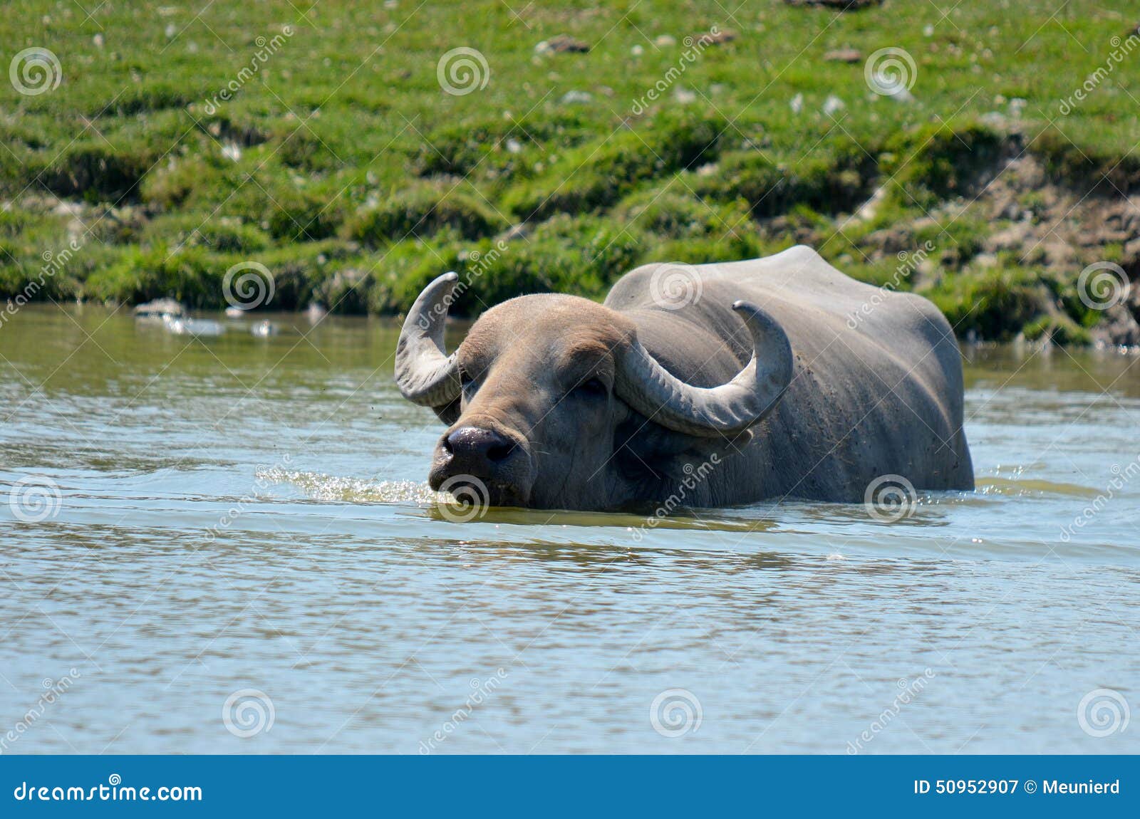 De waterbuffel stock afbeelding. Image of landbouw, hitte - 50952907