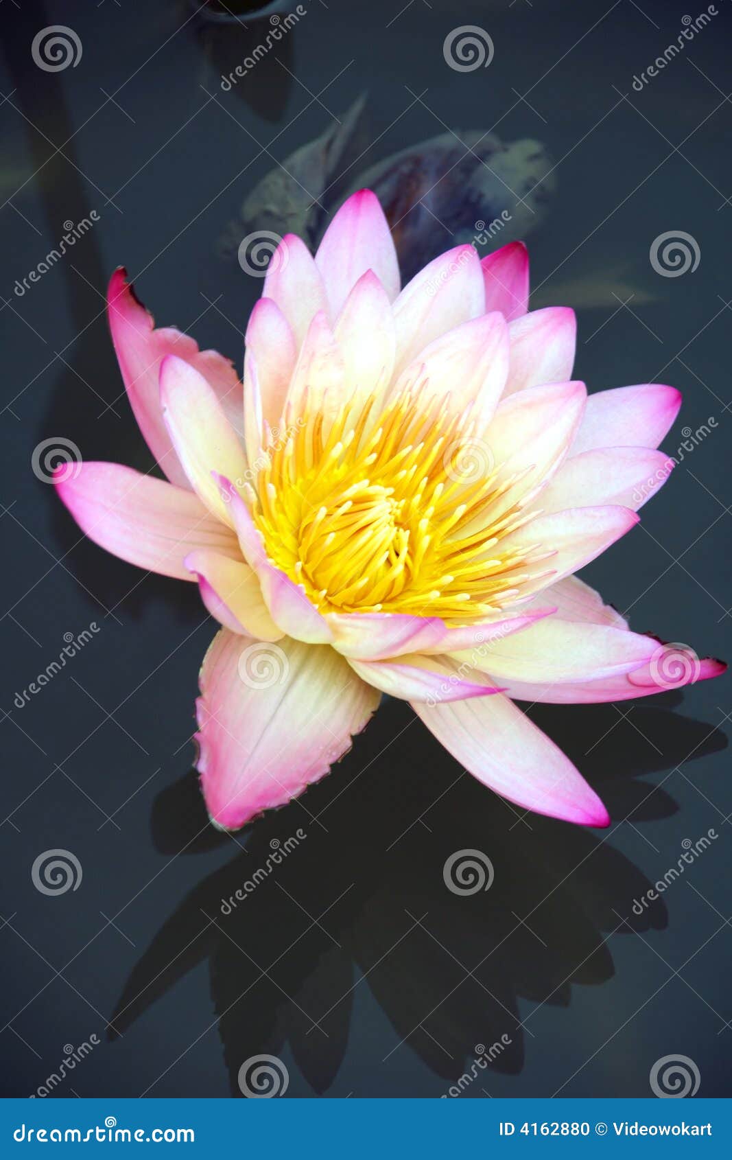 De Waterlelie En Het is Reflectio Stock Foto - Image of meditatie ...