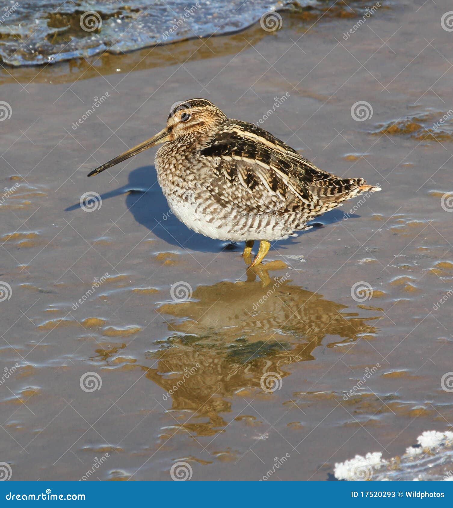 De Watersnip van Wilson stock afbeelding. Image of watersnip - 17520293