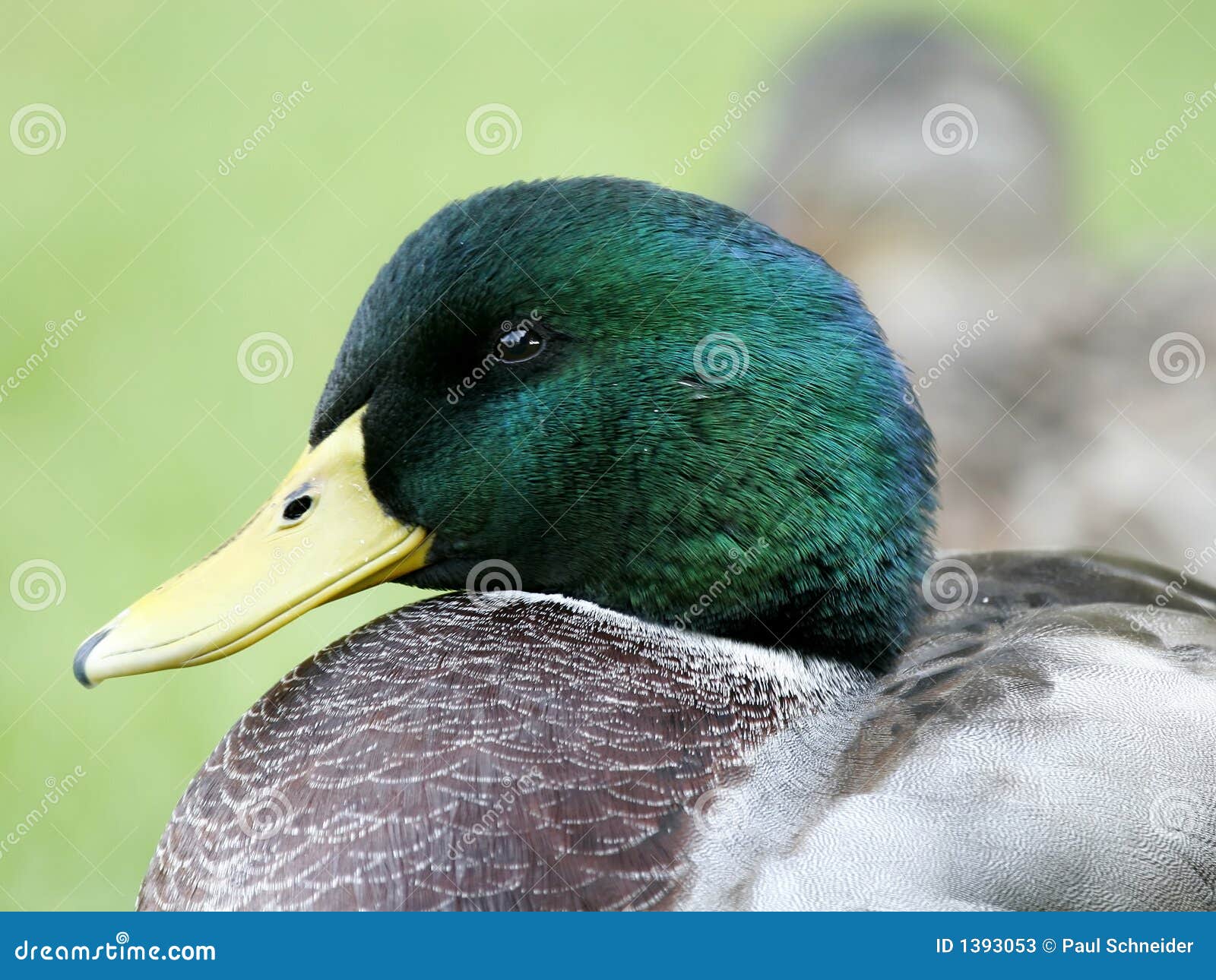 De Watervogels Van De Eend Van De Wilde Eend Van De Mannetjeseend Stock ...
