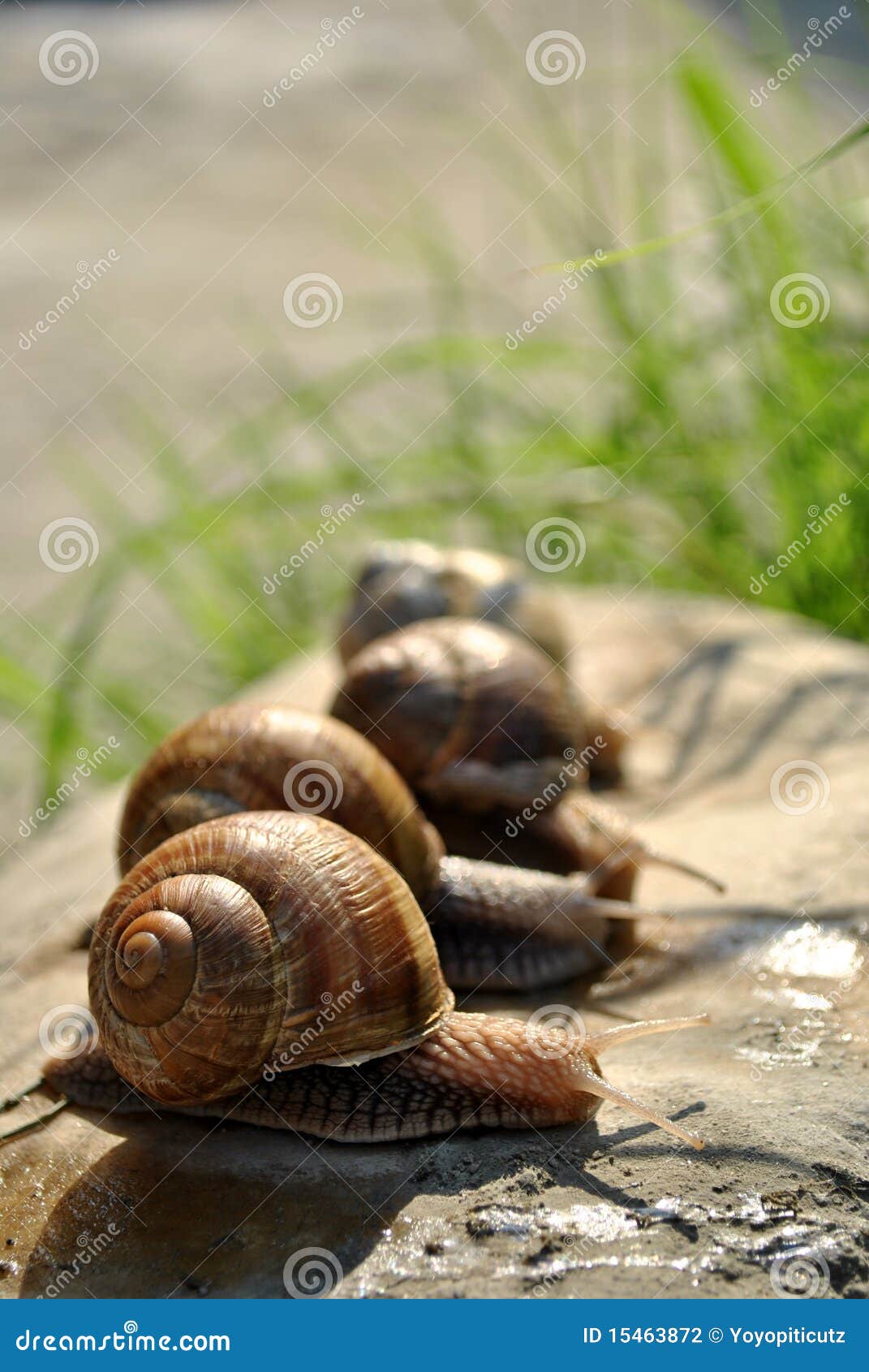 De wedstrijd van de slak stock foto. Image of steen, vriendschappelijk ...