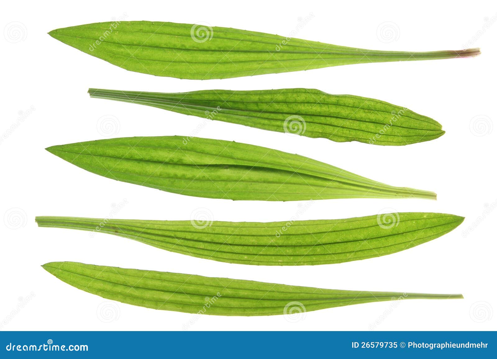 De Weegbree Van Ribwort (lanceolata Plantago) Stock Afbeelding - Image ...