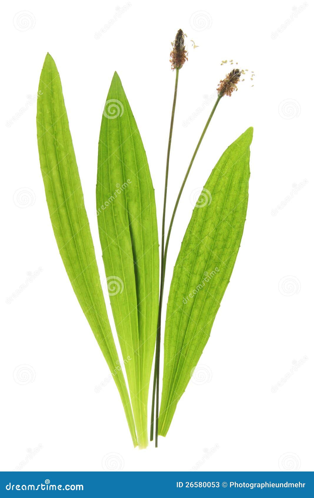 De Weegbree Van Ribwort (lanceolata Plantago) Stock Afbeelding - Image ...