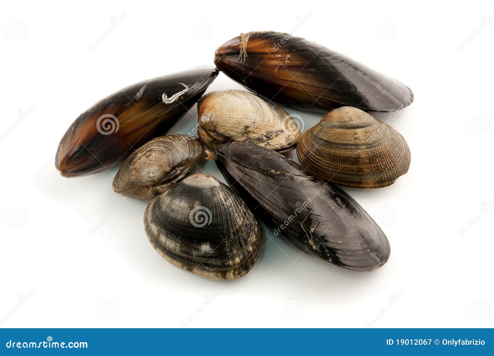 De weekdieren van Edibile stock afbeelding. Image of geïsoleerd - 19012067