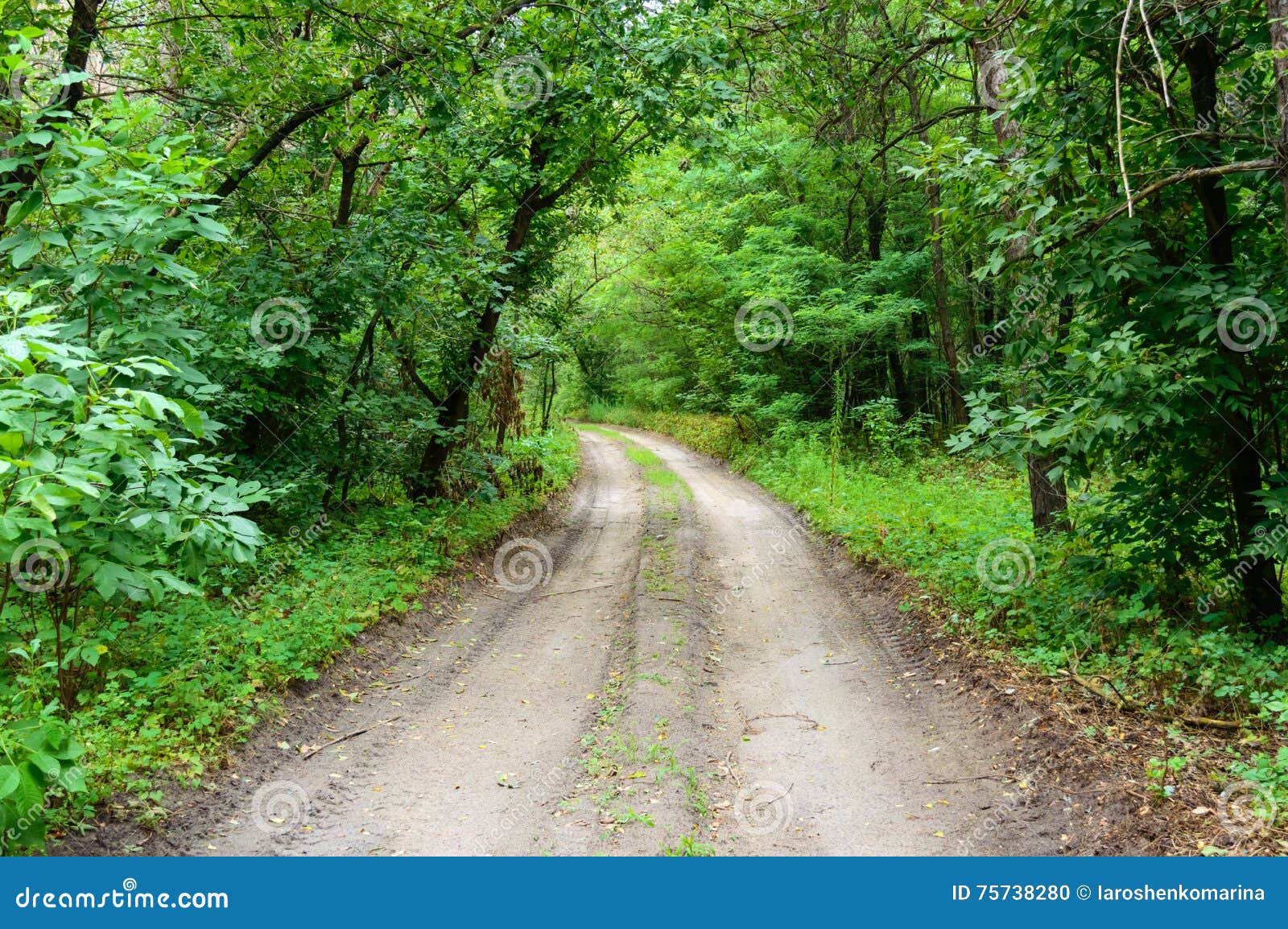 De Weg Gaat in Het Dikke Groene Bos Stock Foto - Image of gaat, gras ...