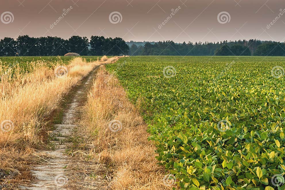De weg langs de veldboon stock foto. Image of hemel, zomer - 62664056