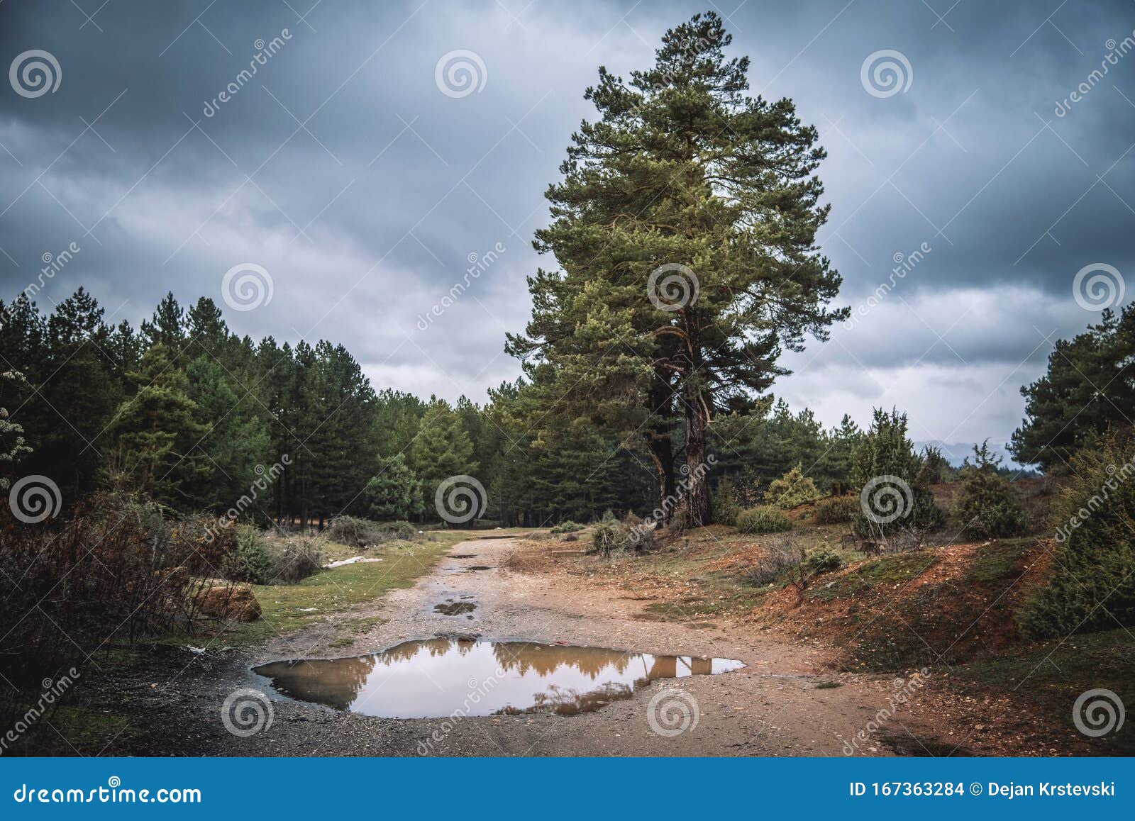 De Weg Naar Het Donkere Bos Stock Foto - Image of cultuur, heuvel ...