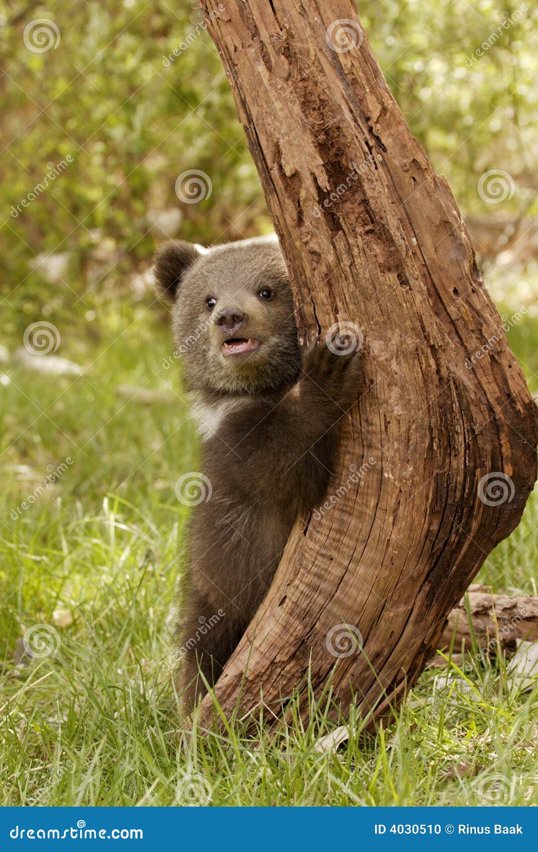 De Welp van de grizzly stock foto. Image of groen, baby - 4030510