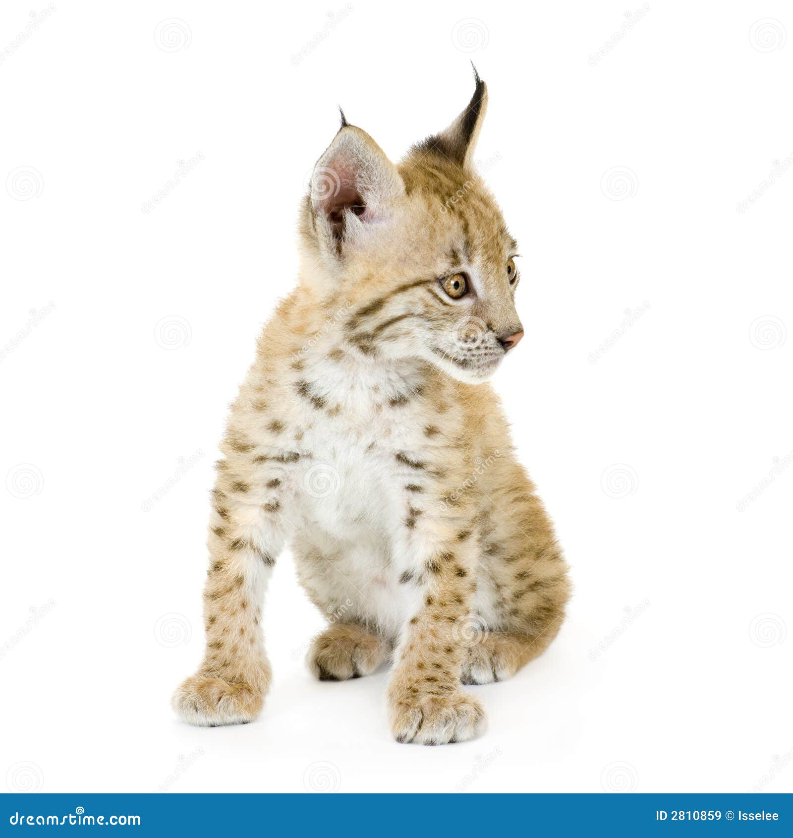 De Welp Van De Lynx (2 Mounths) Stock Afbeelding - Image of ...