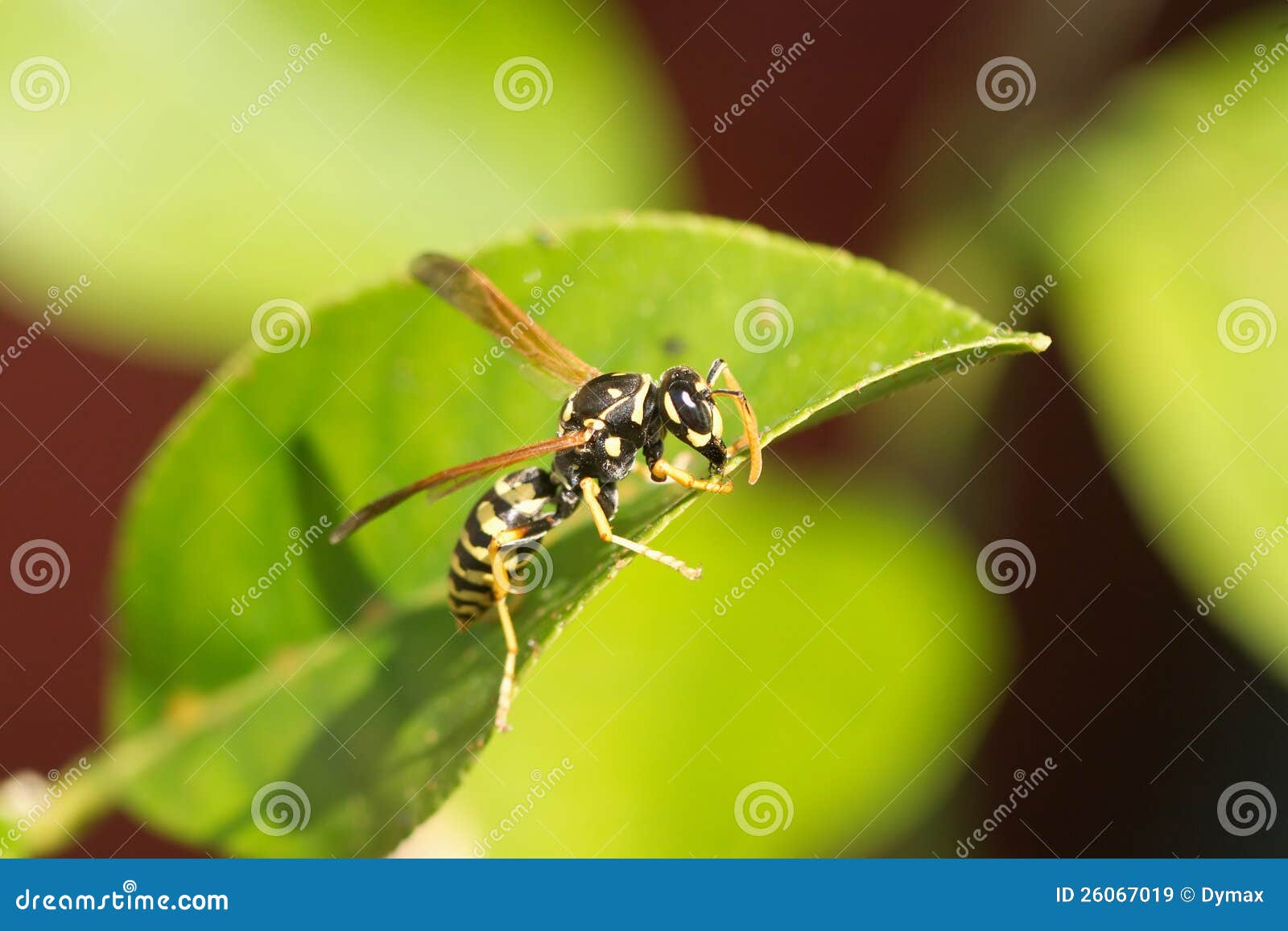 De Wesp Van Het Document Bij Groene Bladerenmacro Stock Afbeelding ...